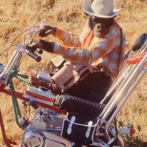 Lancelot Link, Secret Chimp - Rotten Tomatoes