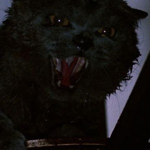 Strays - Rotten Tomatoes