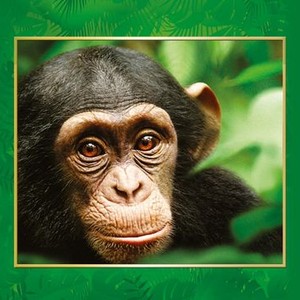 Disneynature Chimpanzee (2012) - Rotten Tomatoes