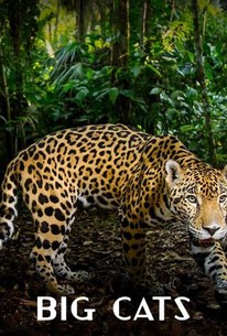 Big Cats: Season 1 | Rotten Tomatoes