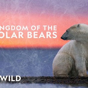 Kingdom of the Polar Bears - Rotten Tomatoes