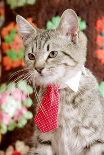 Pup Academy: Season 1, Episode 8 | Rotten Tomatoes