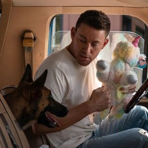 Dog - Rotten Tomatoes