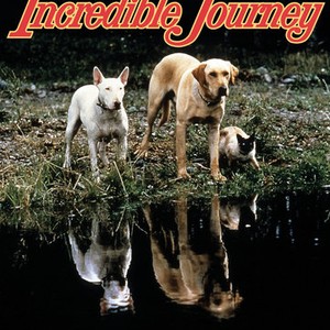 The Incredible Journey (1963) - Rotten Tomatoes