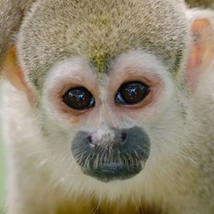 Breaking Boundaries: The Science Of Our Planet - Rotten Tomatoes