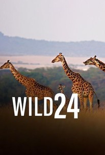 Wild 24 | Rotten Tomatoes