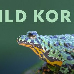 Wild Korea - Rotten Tomatoes