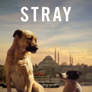 Stray - Rotten Tomatoes