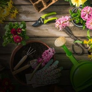 The Garden Gurus - Rotten Tomatoes