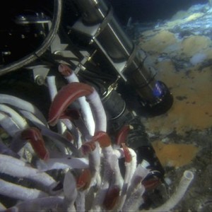 Aliens of the Deep - Rotten Tomatoes