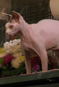 Too Cute!: Season 2, Episode 6 | Rotten Tomatoes