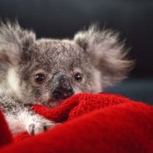 Izzy's Koala World - Rotten Tomatoes