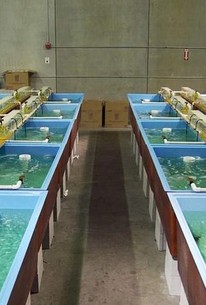 Fish Tank Kings: Season 3, Episode 4 - Rotten Tomatoes