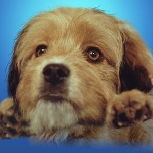 For the Love of Benji - Rotten Tomatoes