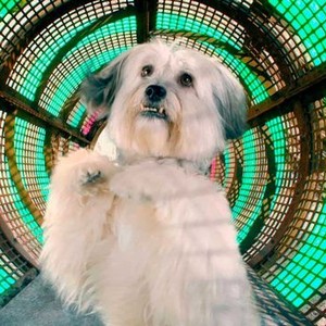 Pudsey the Dog: The Movie - Rotten Tomatoes