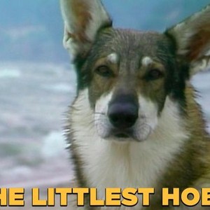 The Littlest Hobo: Season 1, Episode 6 - Rotten Tomatoes