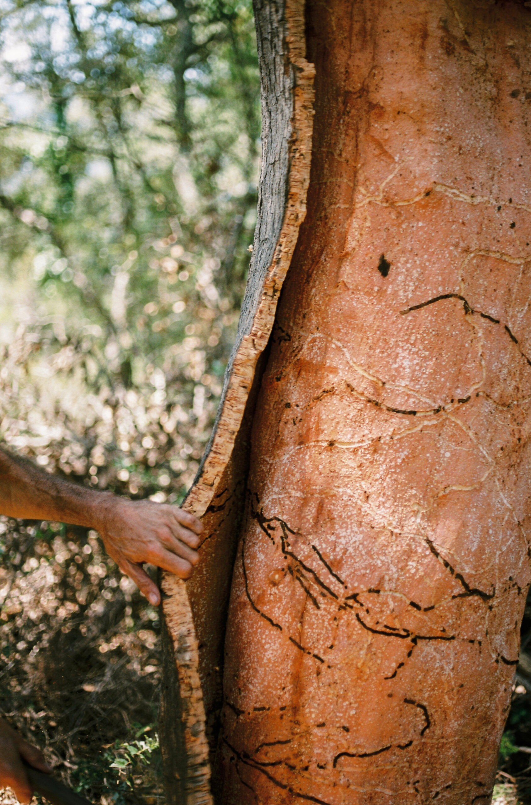 Cork | Rotten Tomatoes