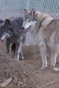 Wolves and Warriors: Season 1, Episode 5 | Rotten Tomatoes