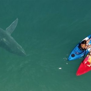 Shark Season - Rotten Tomatoes