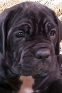 Too Cute!: Season 3, Episode 2 | Rotten Tomatoes