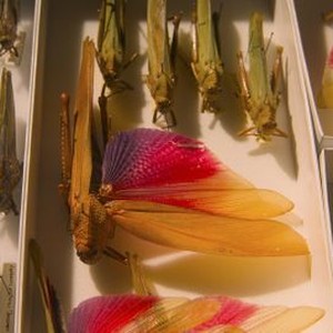 Bug Out - Rotten Tomatoes