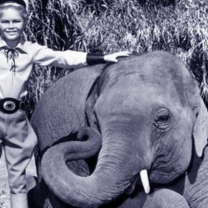 Circus Boy: Season 1, Episode 16 - Rotten Tomatoes