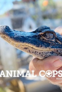 Animal Cops: Detroit: Season 16 | Rotten Tomatoes