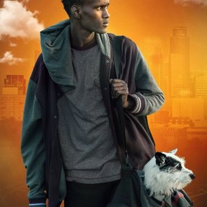 A Stray - Rotten Tomatoes