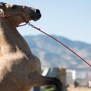 The Mustang - Rotten Tomatoes