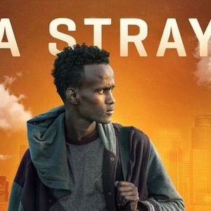 A Stray - Rotten Tomatoes