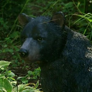 Project Grizzly: Season 1, Episode 1 - Rotten Tomatoes