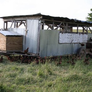 Fresh - Rotten Tomatoes