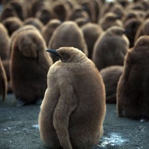 The Penguin King - Rotten Tomatoes