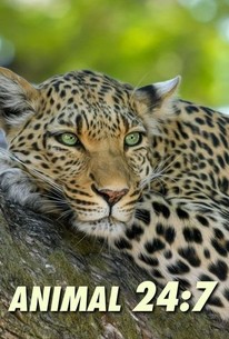 Animal 24:7: Season 7, Episode 2 | Rotten Tomatoes