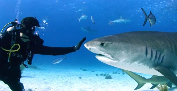 Fin - Rotten Tomatoes