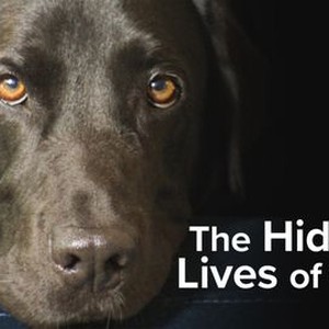 The Hidden Lives of Pets - Rotten Tomatoes