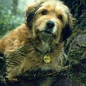 Benji the Hunted - Rotten Tomatoes
