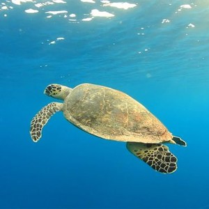 The Last Turtle - Rotten Tomatoes