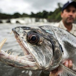 Monster Fish - Rotten Tomatoes