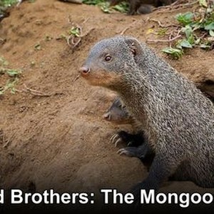 Banded Brothers: The Mongoose Mob - Rotten Tomatoes