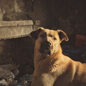 Stray - Rotten Tomatoes