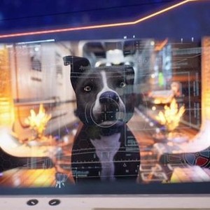 Wonder Dogs - Rotten Tomatoes