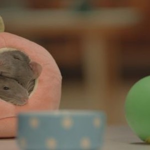 The Hidden Lives of Pets - Rotten Tomatoes