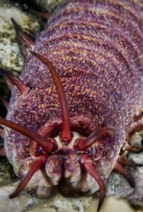 Strange Evidence: Season 5, Episode 9 | Rotten Tomatoes