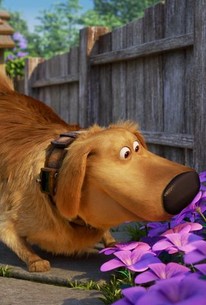 Dug Days: Season 1, Episode 4 | Rotten Tomatoes