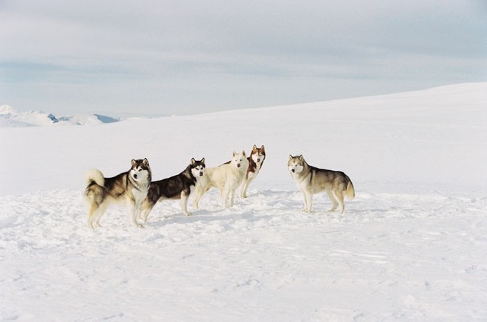 Eight Below Dog Maya