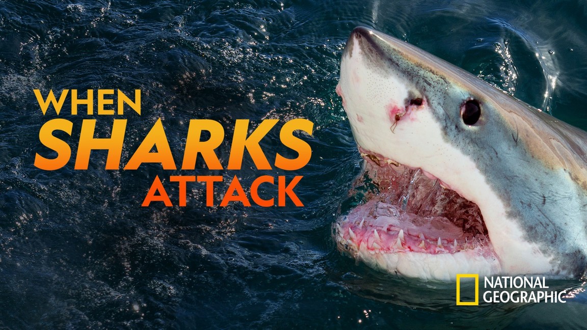 When Sharks Attack Discovery