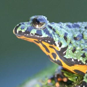 Wild Korea - Rotten Tomatoes