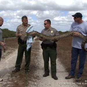 The Elephant in the Living Room - Rotten Tomatoes