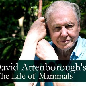 David Attenborough's The Life of Mammals: Season 1, Episode 1 - Rotten ...